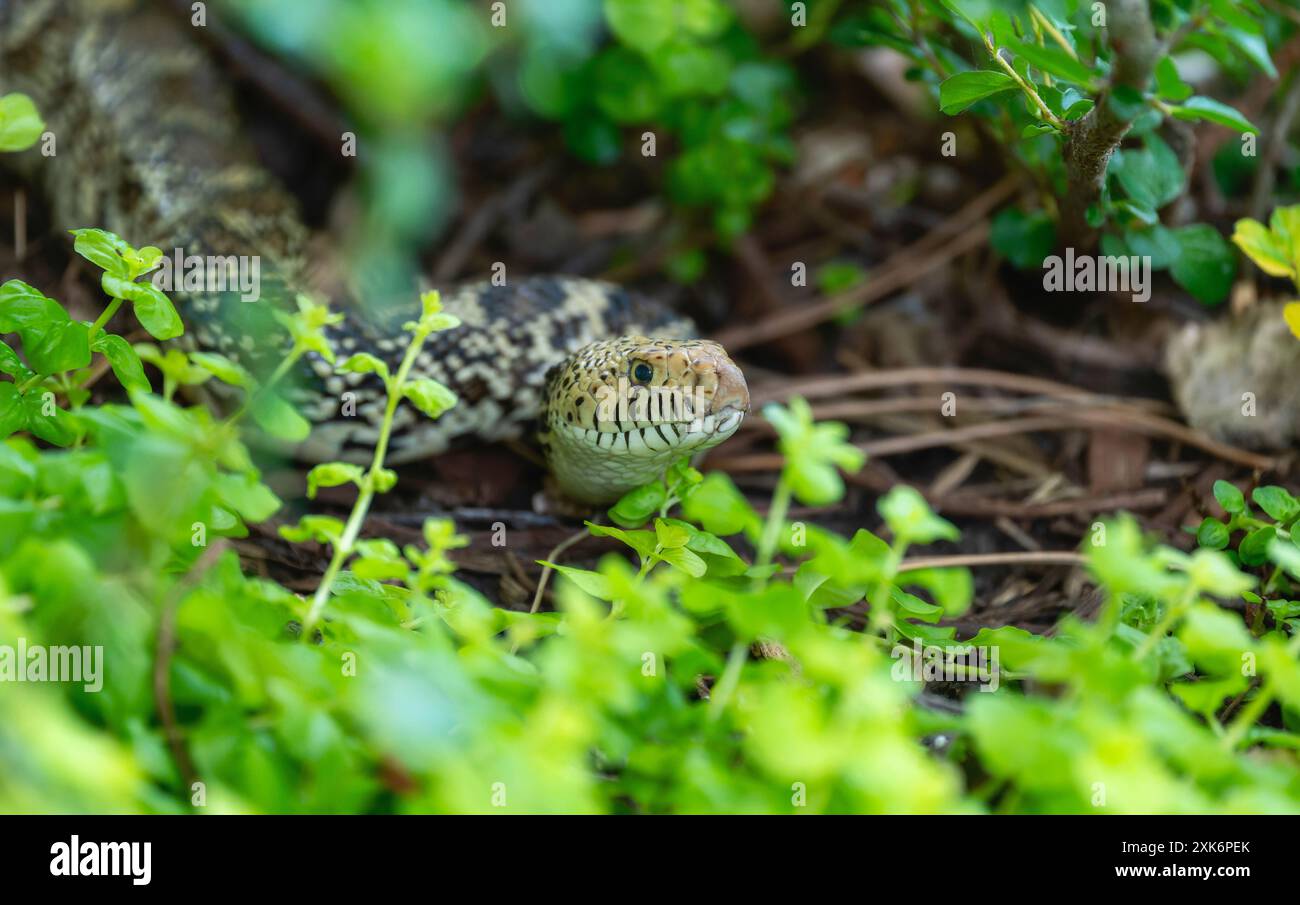 A Bullsnake; scientifically known as Pituophis catenifer sayi; peeks ...