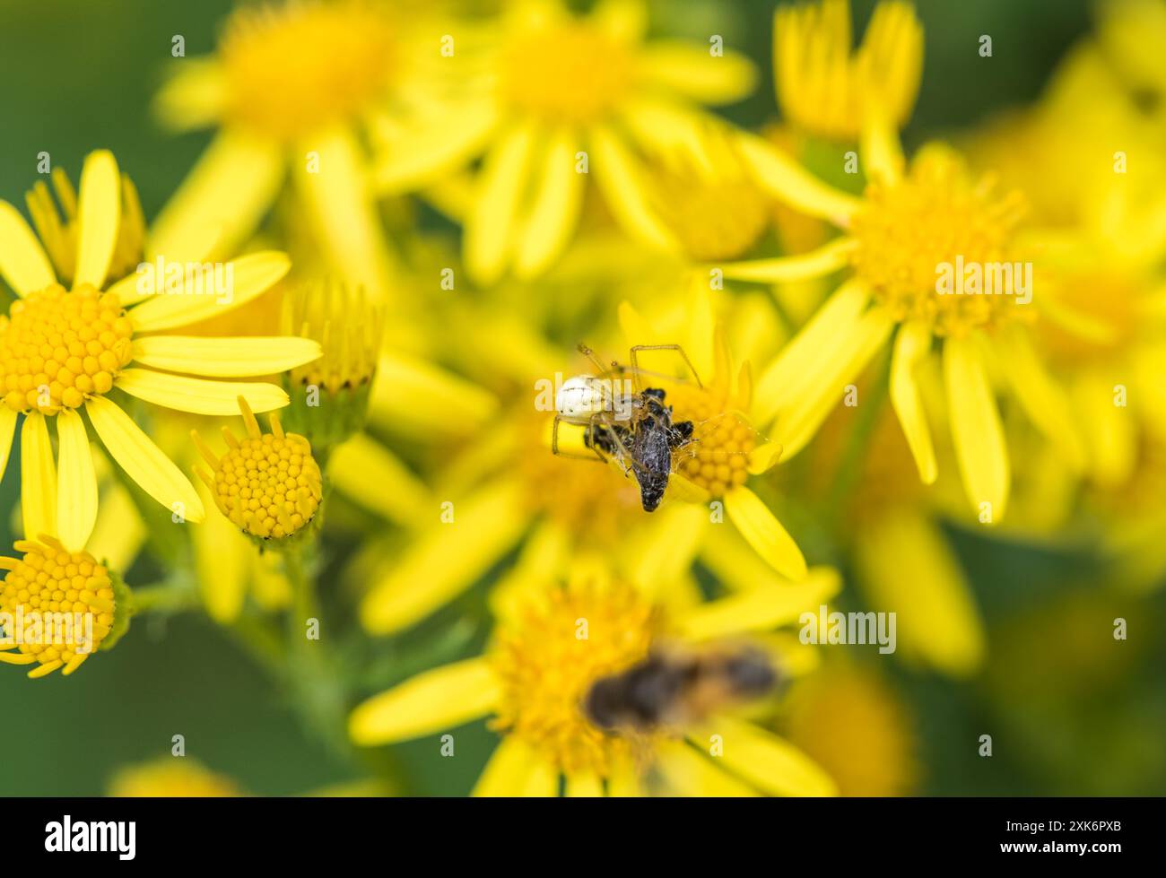 Candy-striped spider (Enoplognatha ovata) wrapping up Aphid wasps at ...