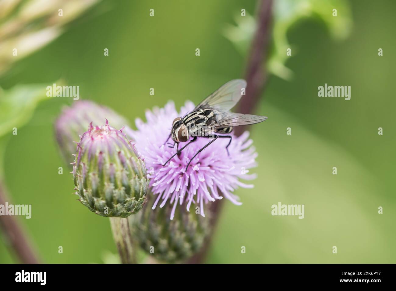 Muscid fly feeding hi-res stock photography and images - Alamy