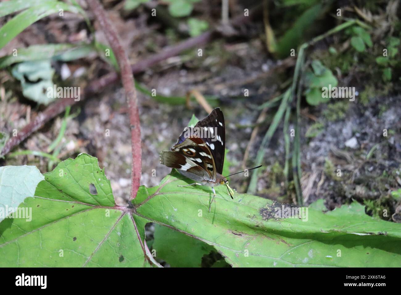Large purple emperor butterfly hi-res stock photography and images - Alamy
