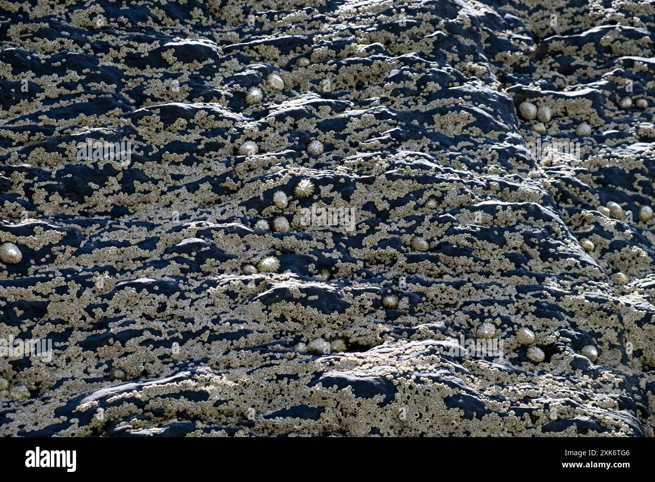 Limpets and barnacles on rock dark background at Welsh seaside on ...