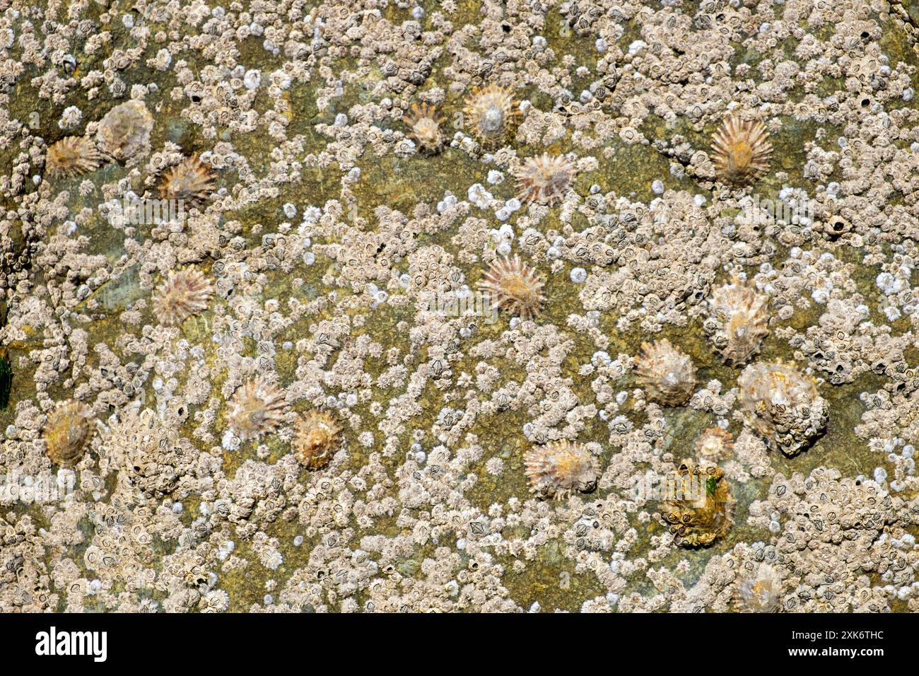 Limpets and barnacles on rock beige background at Welsh seaside on ...