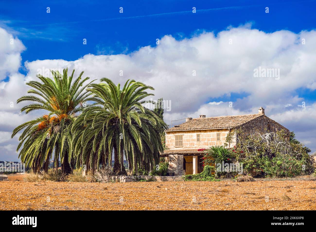 Two large old trees hi-res stock photography and images - Alamy