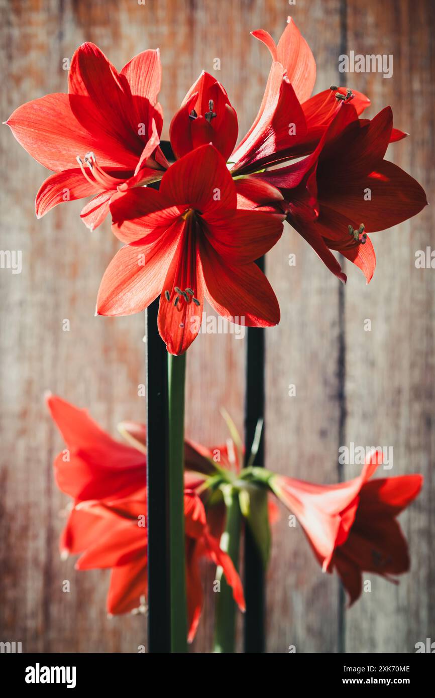 Strong contrasts light shadow hi-res stock photography and images - Alamy