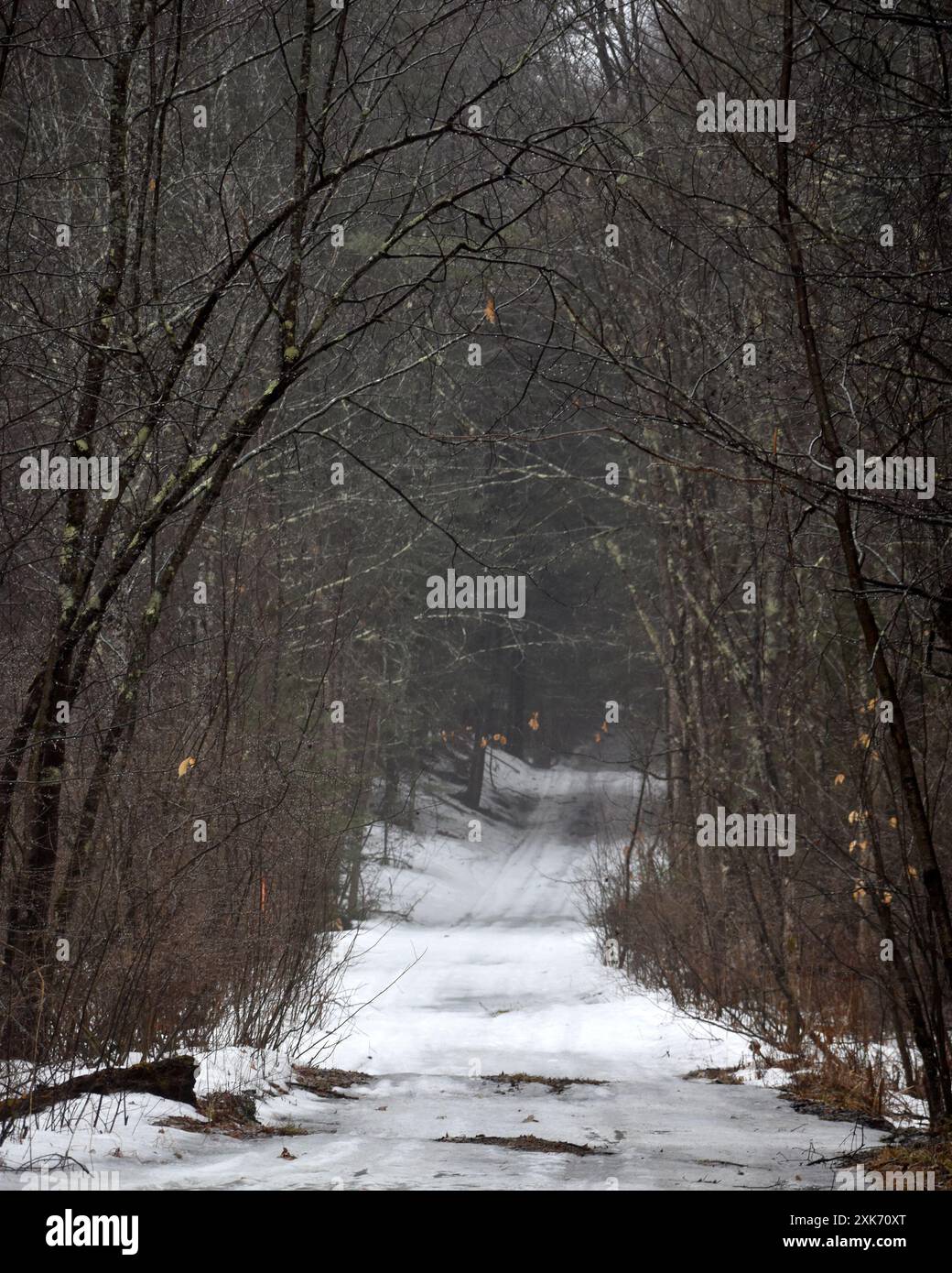 Winter Path, trees coated in ice Stock Photo - Alamy