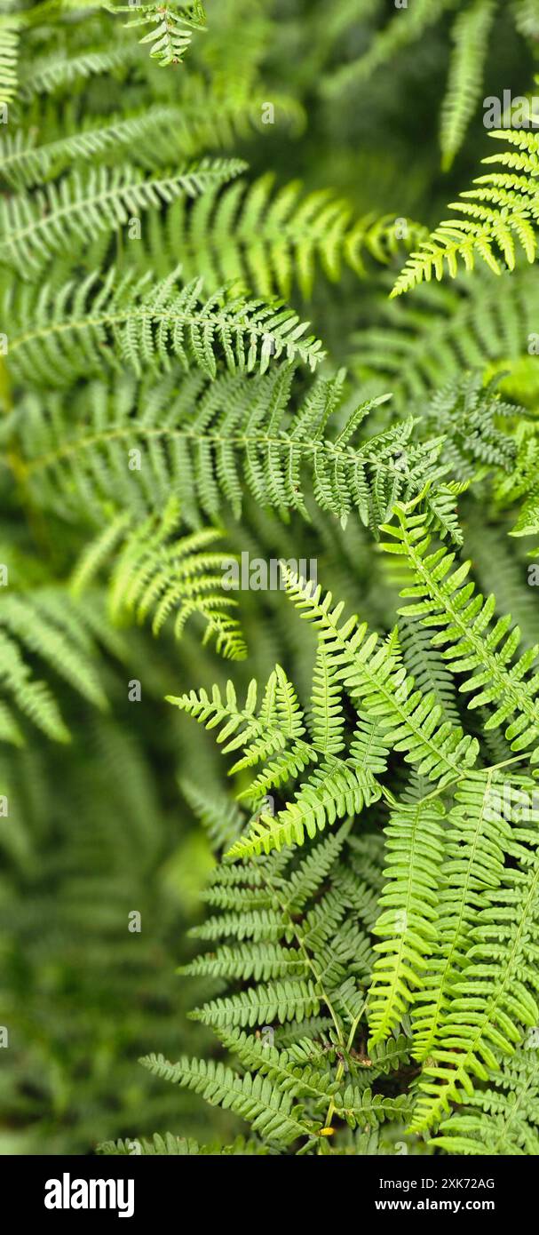 Portrait picture with ferns in the woods and blurry background Stock ...