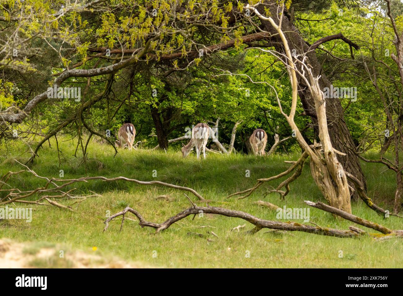 Three deer freely roaming in the woods seen from behind Stock Photo - Alamy