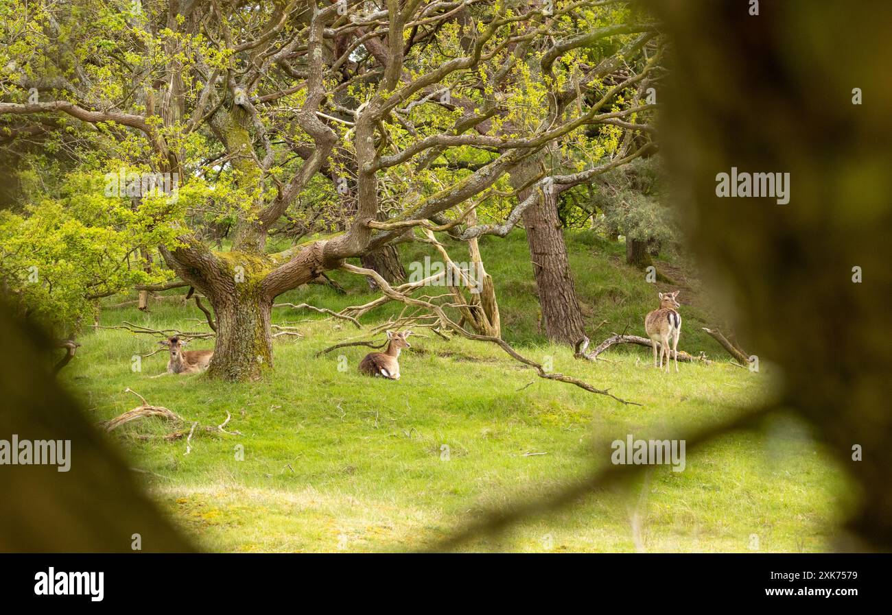 Deer lying under a tree at biesbosch national park in holland Stock ...