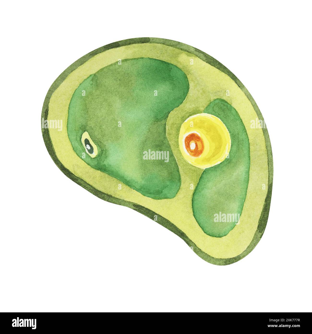 Microalgae cell hi-res stock photography and images - Alamy