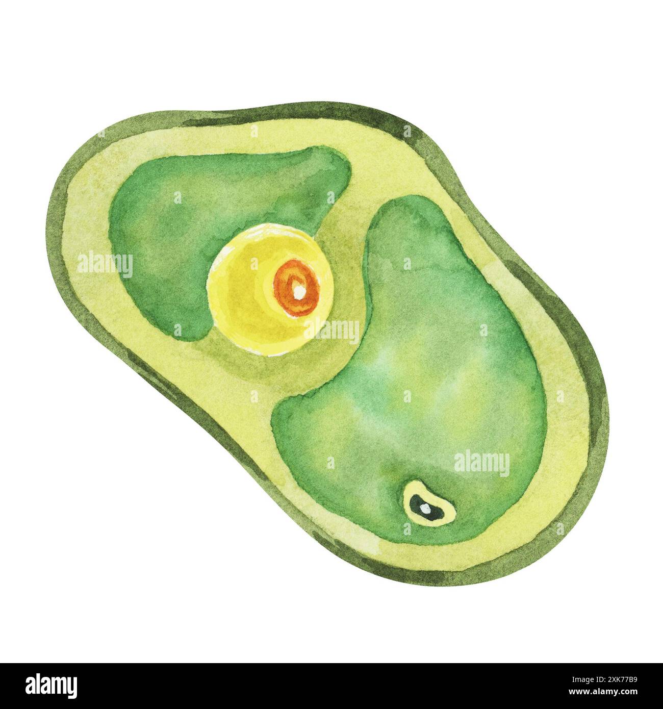 Microscopic algae plant cell hi-res stock photography and images - Alamy