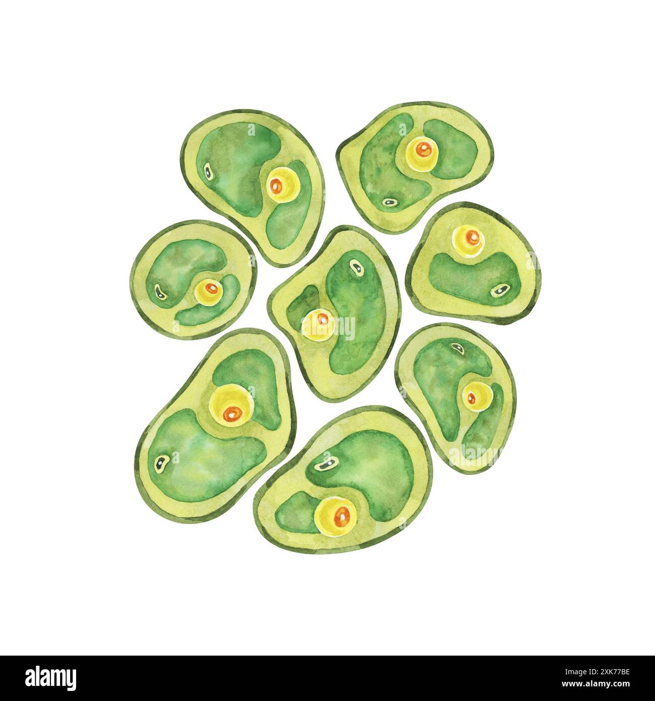 Green algae set depicting numerous Chlorella cells grouped together ...