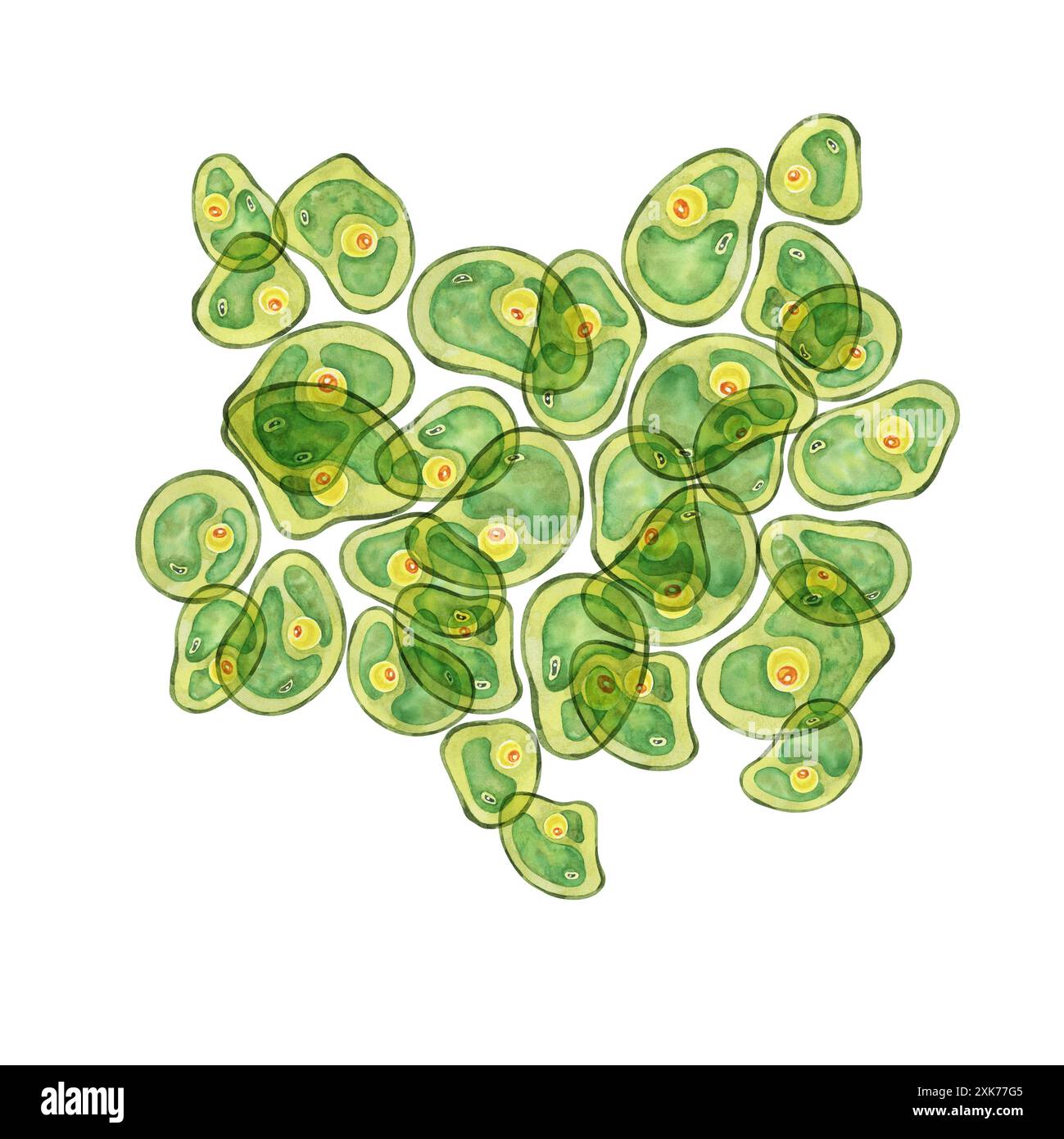 Green Algae Watercolor Featuring An Abundant Group Of Chlorella Cells Overlapping Each Other