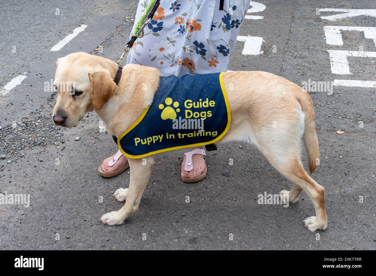 Guide dog puppy in training, a golden labrador puppy, Guide Dogs for the Blind charity Stock ...