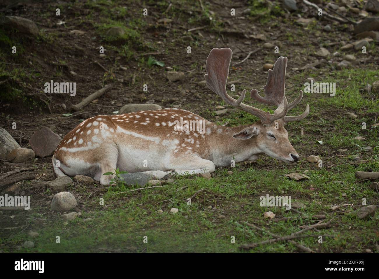 Deer fawn with antlers resting in the shade and on the grass Stock ...