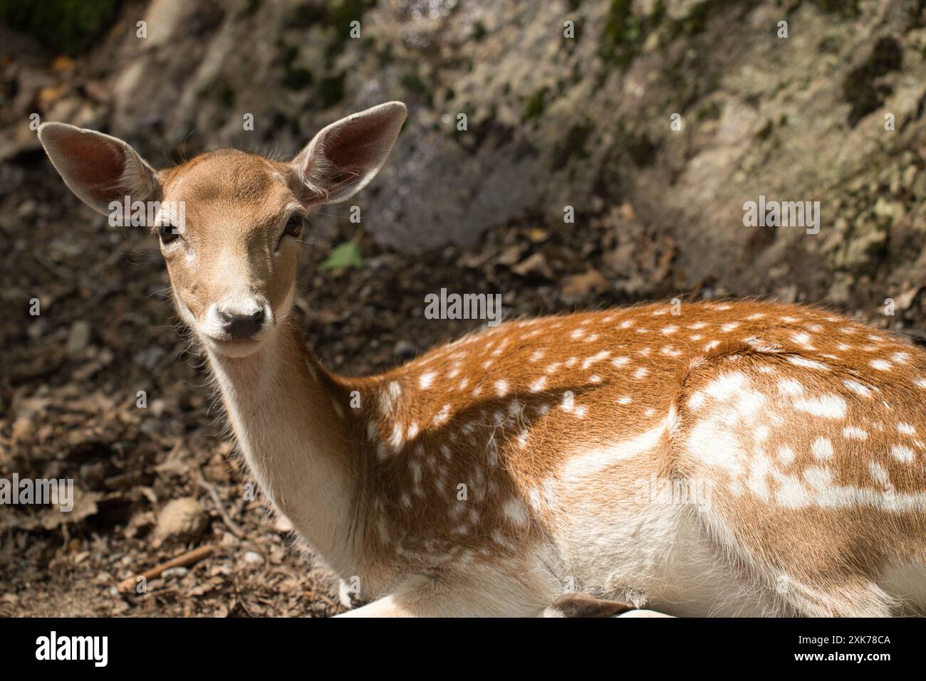 Young doe is curious and watching Stock Photo - Alamy