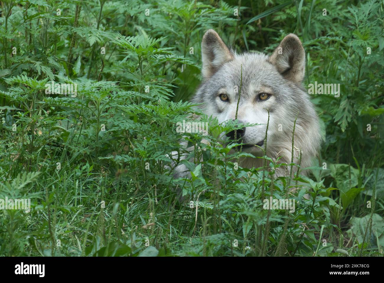 Curious gray wolf looking trough vegetation Stock Photo - Alamy