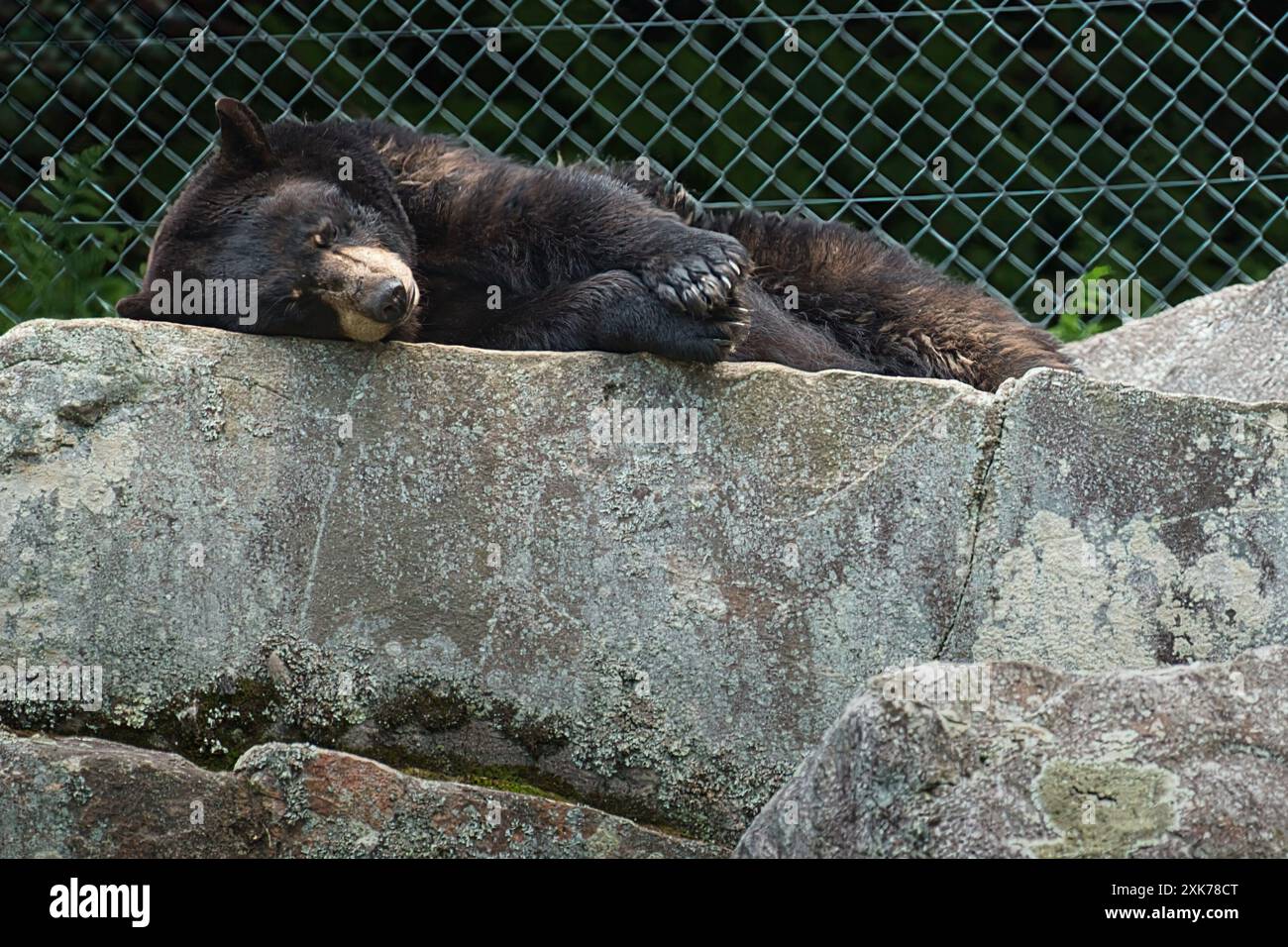 black bear sleeping on a rock Stock Photo - Alamy