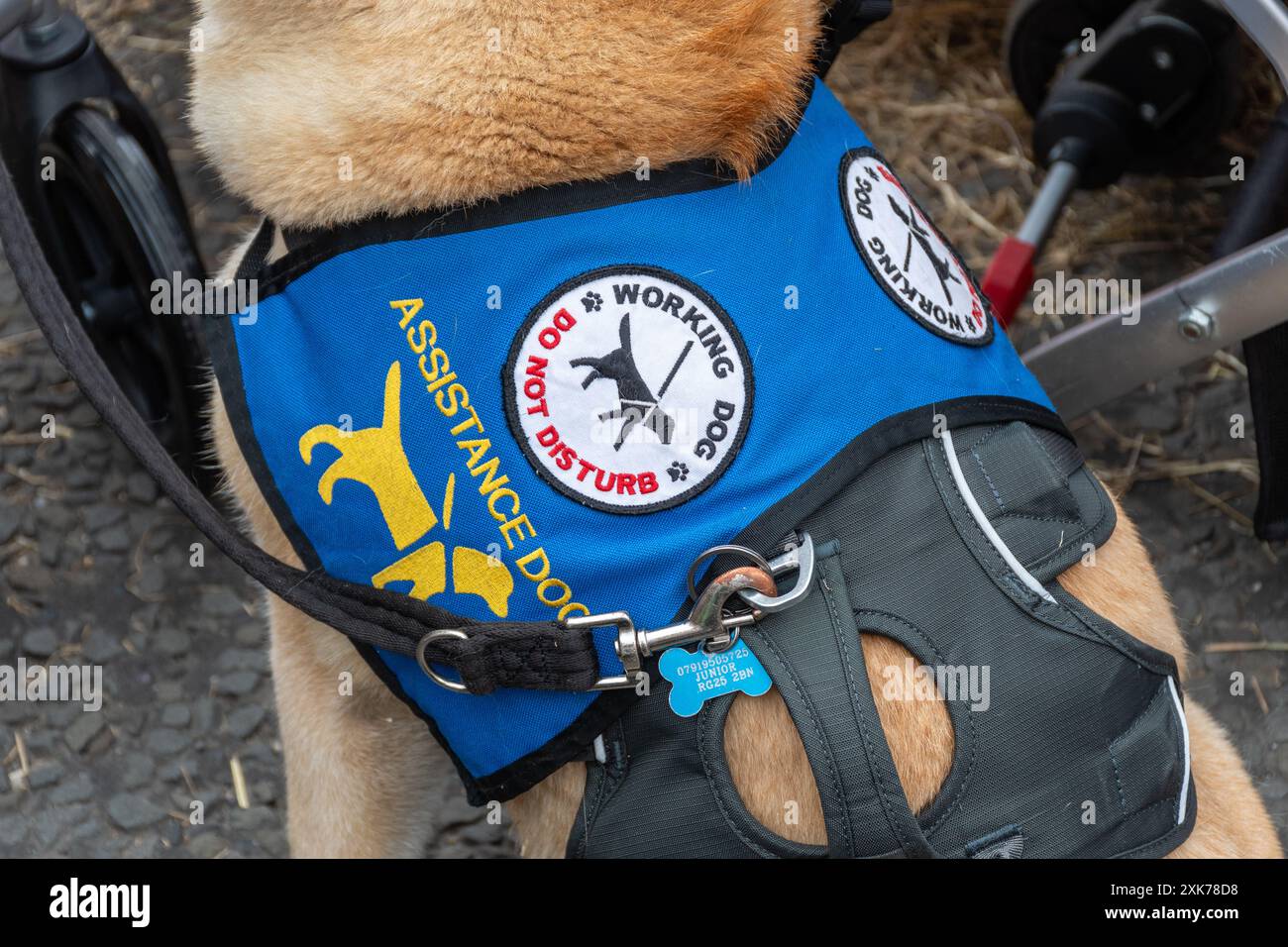 Assistance dog wearing vest or harness with patch reading working dog ...