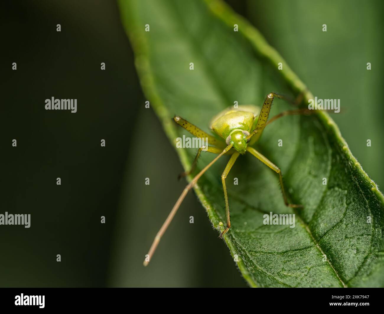 Potato bug hi-res stock photography and images - Alamy
