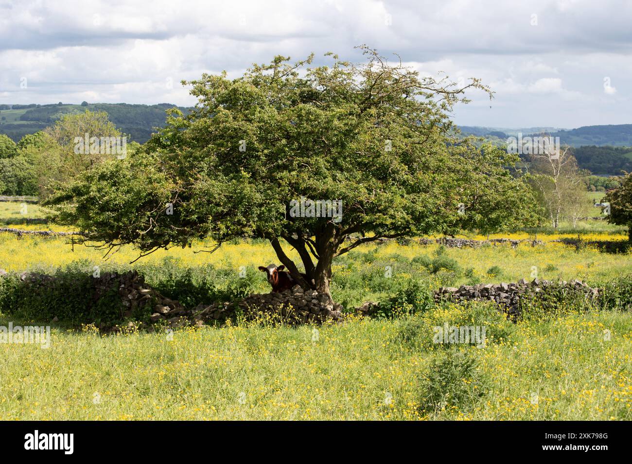 Monsal Dale valley, Derbyshire, England, in the White Peak limestone ...