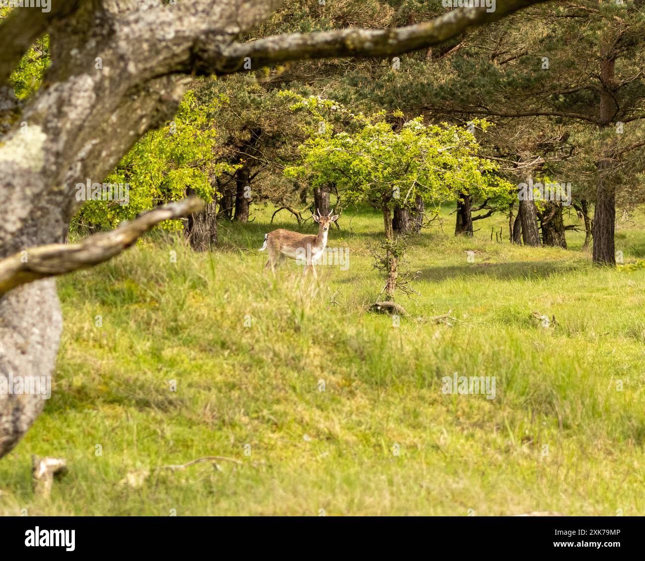 Deer photographed from underneath a tree Stock Photo - Alamy