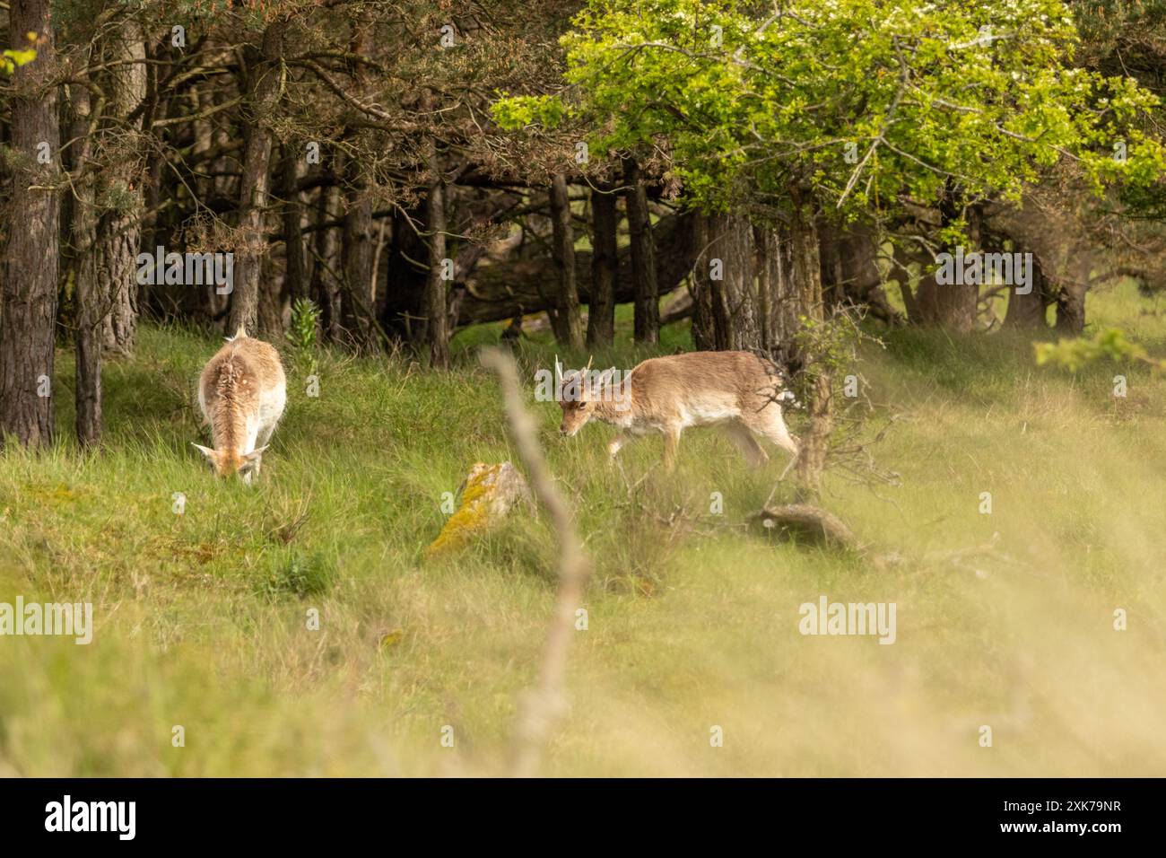 Buck behind a tree hi-res stock photography and images - Alamy