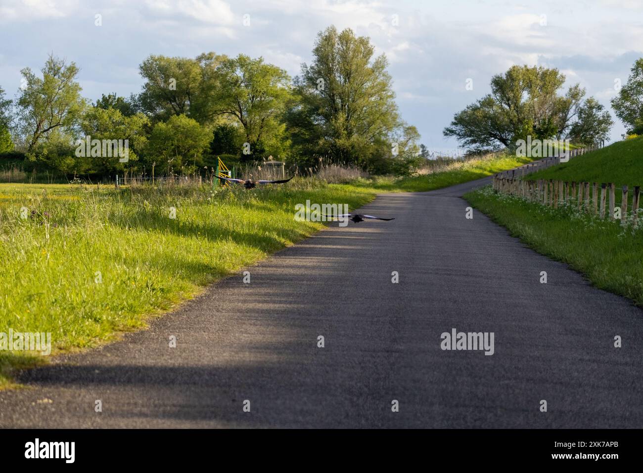 big birds flying away on a road in a green area Stock Photo - Alamy
