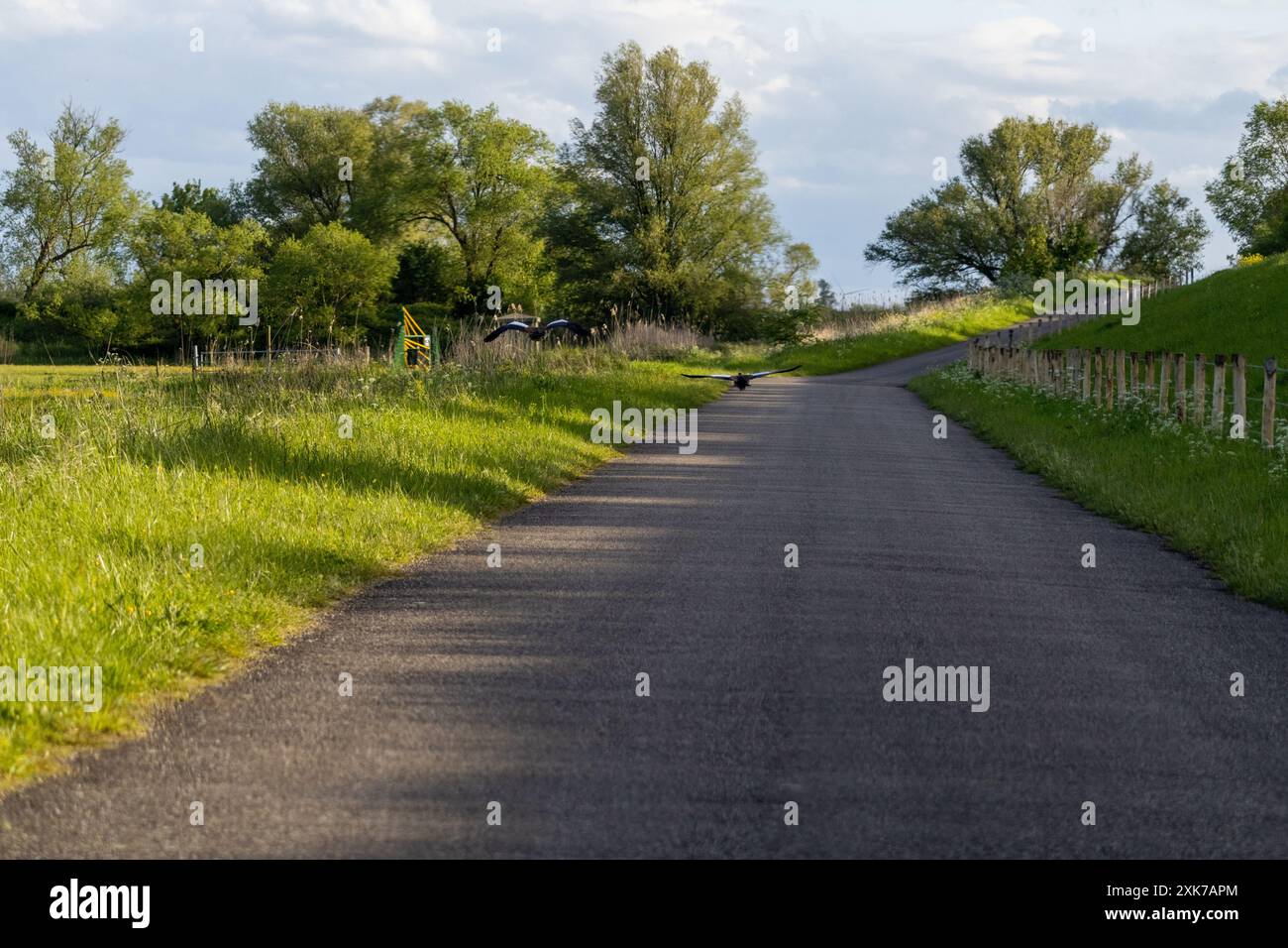 big birds flying away on a road in a green area Stock Photo - Alamy