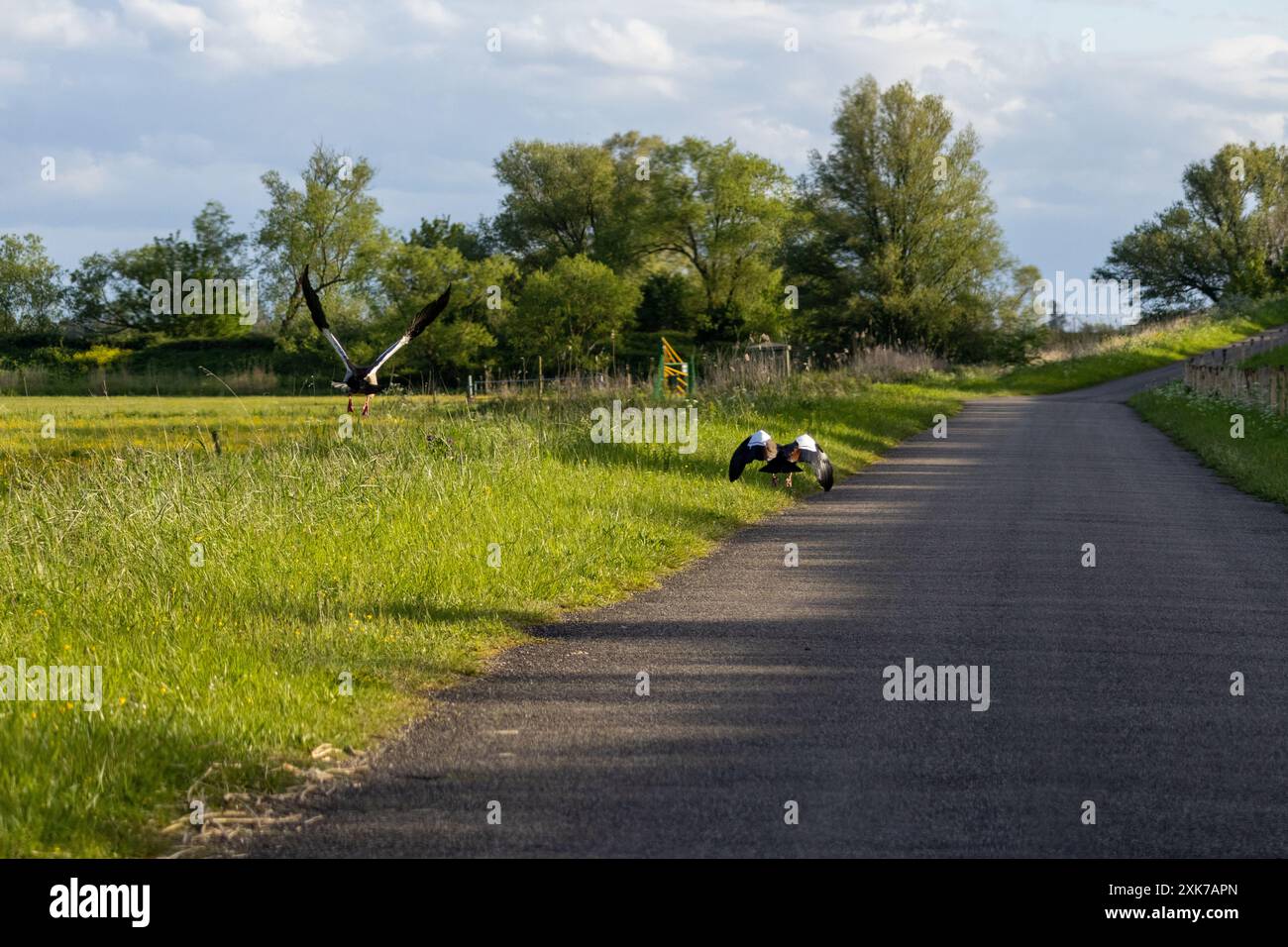 big birds flying away on a road in a green area Stock Photo - Alamy
