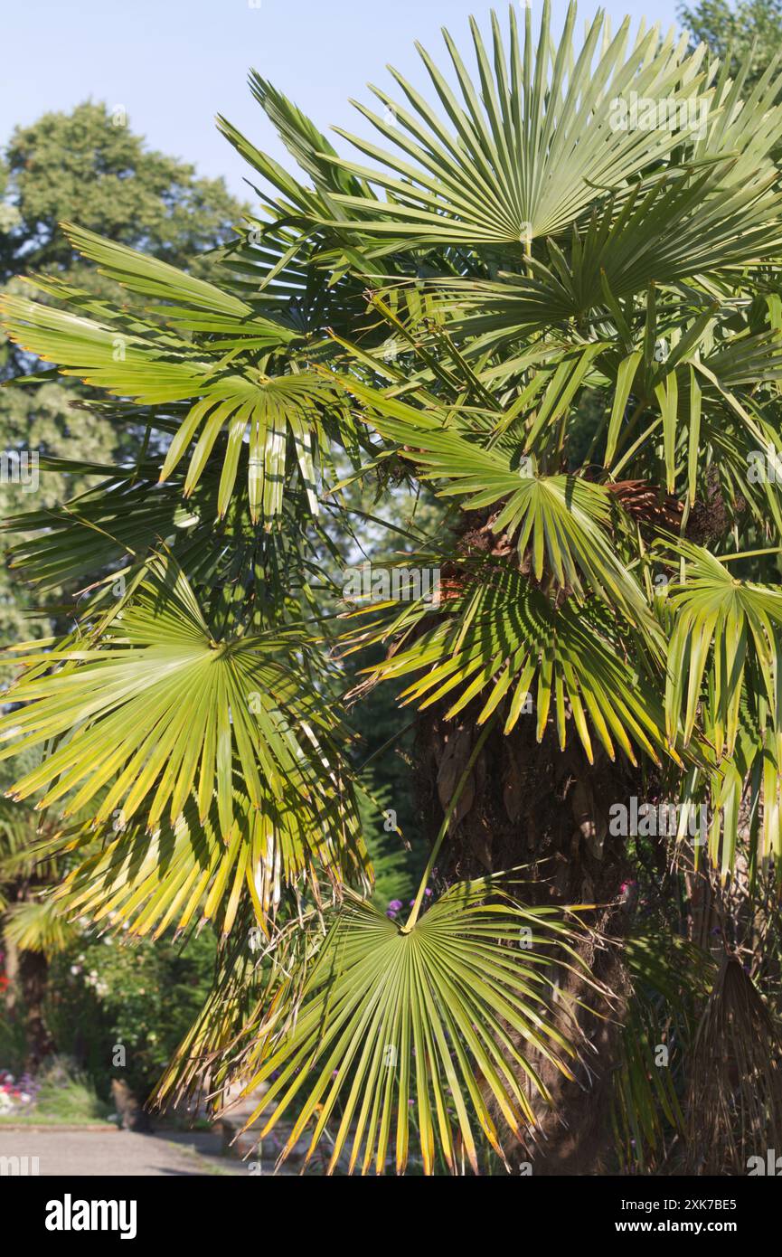Chinese windmill palm, Trachycarpus fortunei, is a hardy evergreen palm ...