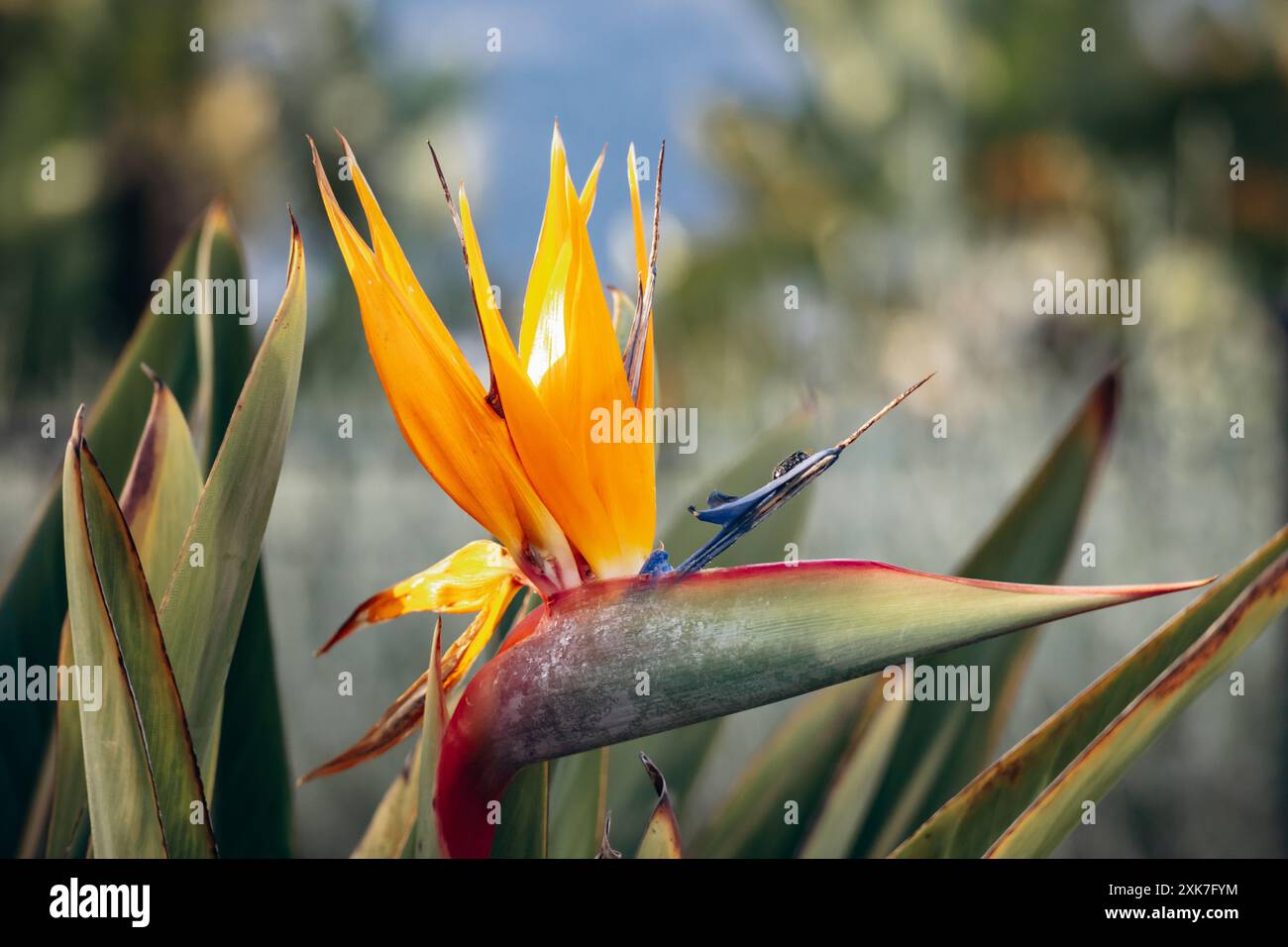The vibrant strelitzia, often called the "bird of paradise", boasts ...