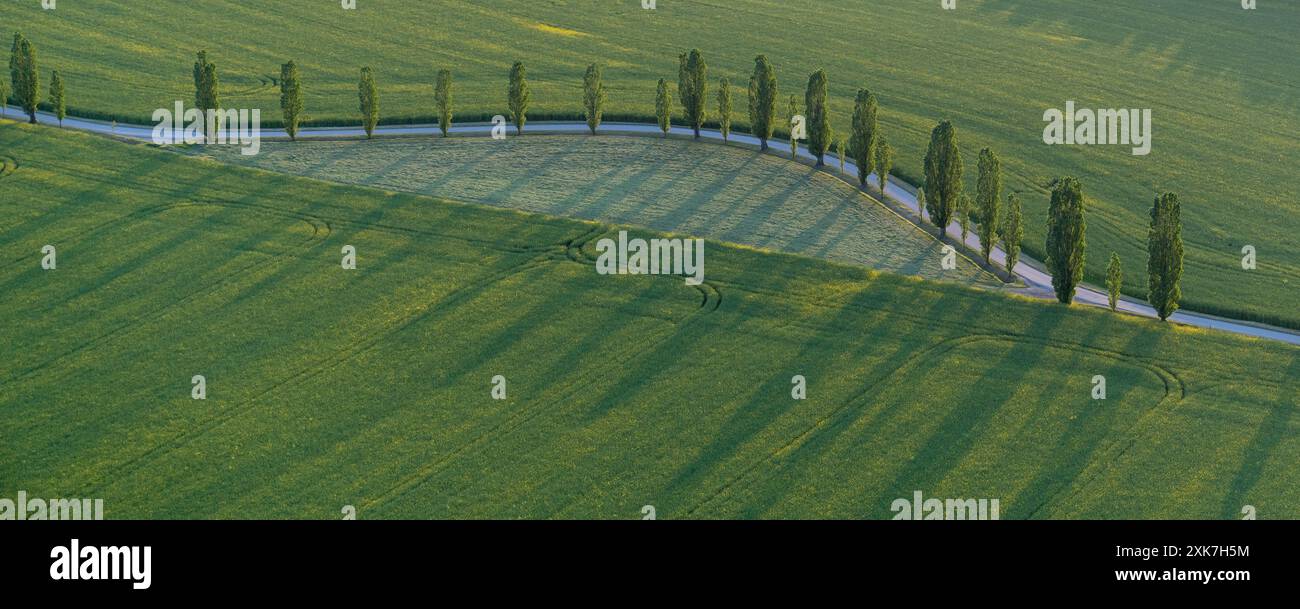 Top view of green, rapeseed fields, paved, winding road. Along the road ...