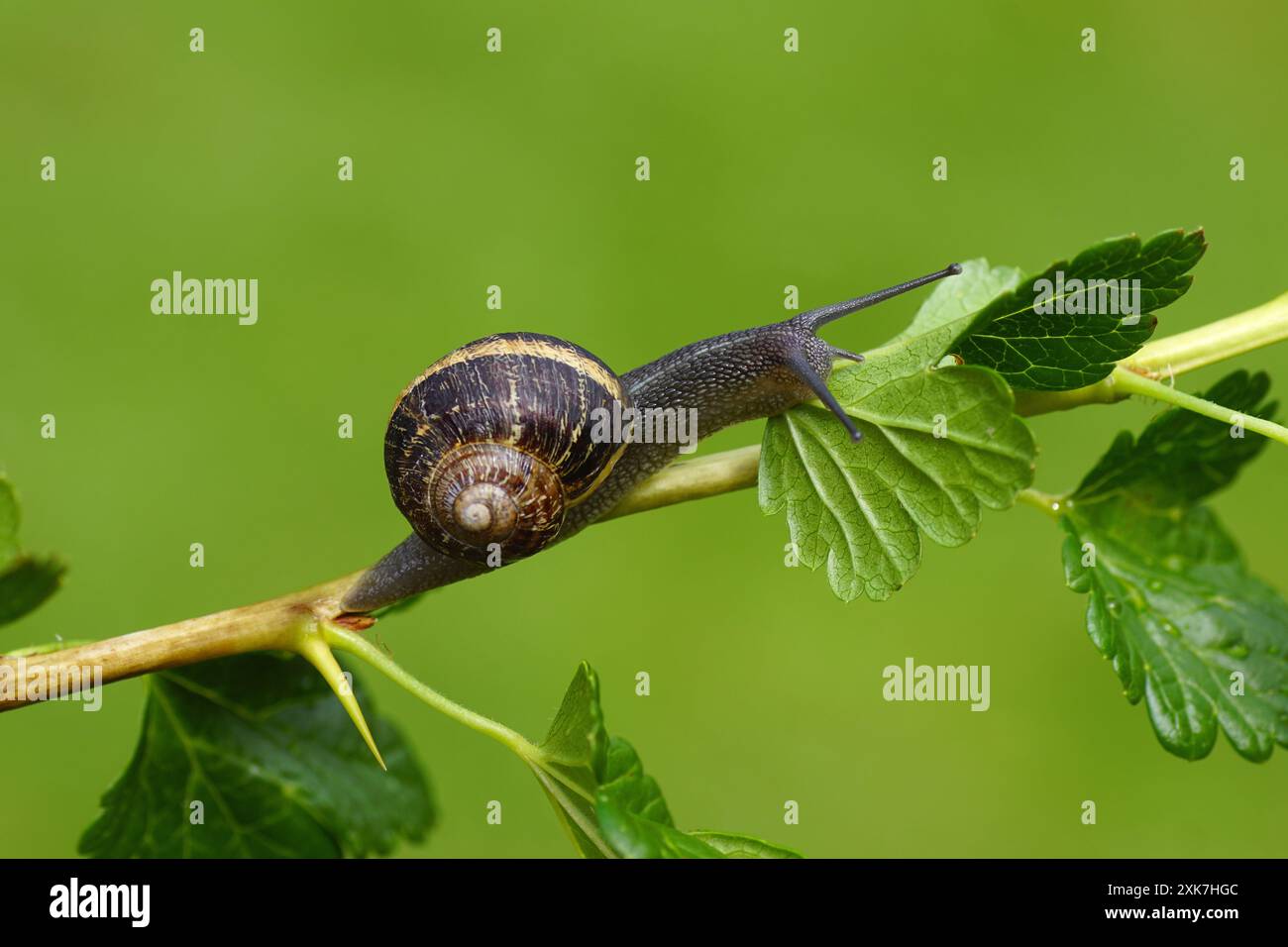 Garden snail (Cornu aspersum) crawling on a twig and leaf of gooseberry ...