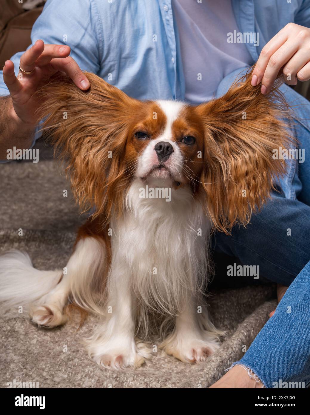 Small dog Cavalier King Charles Spaniel looks cutely at the camera ...