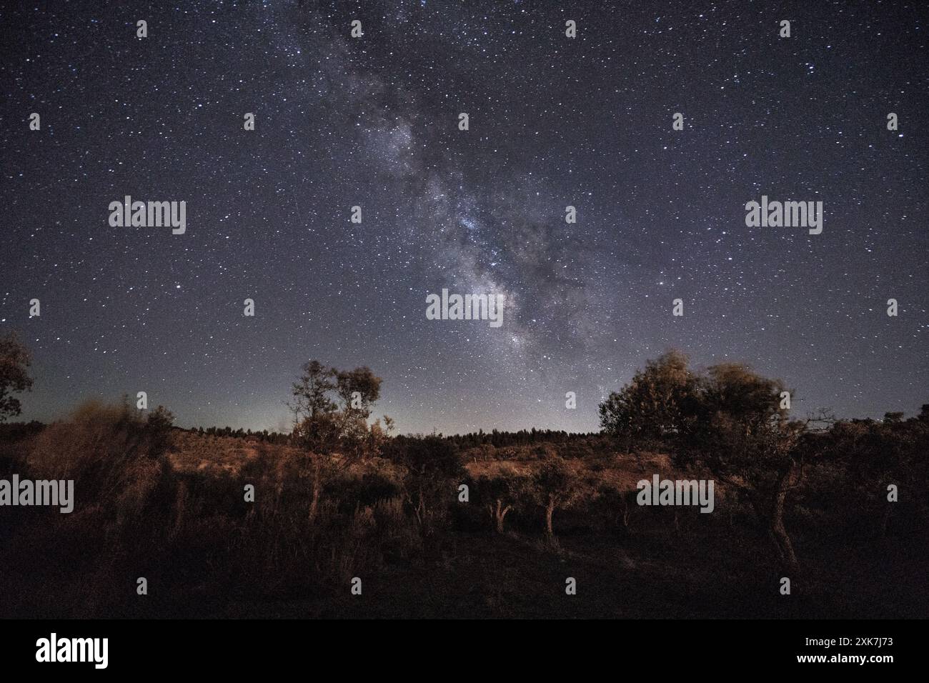 Night image of the sky, stars and milky way in an olive field Stock ...