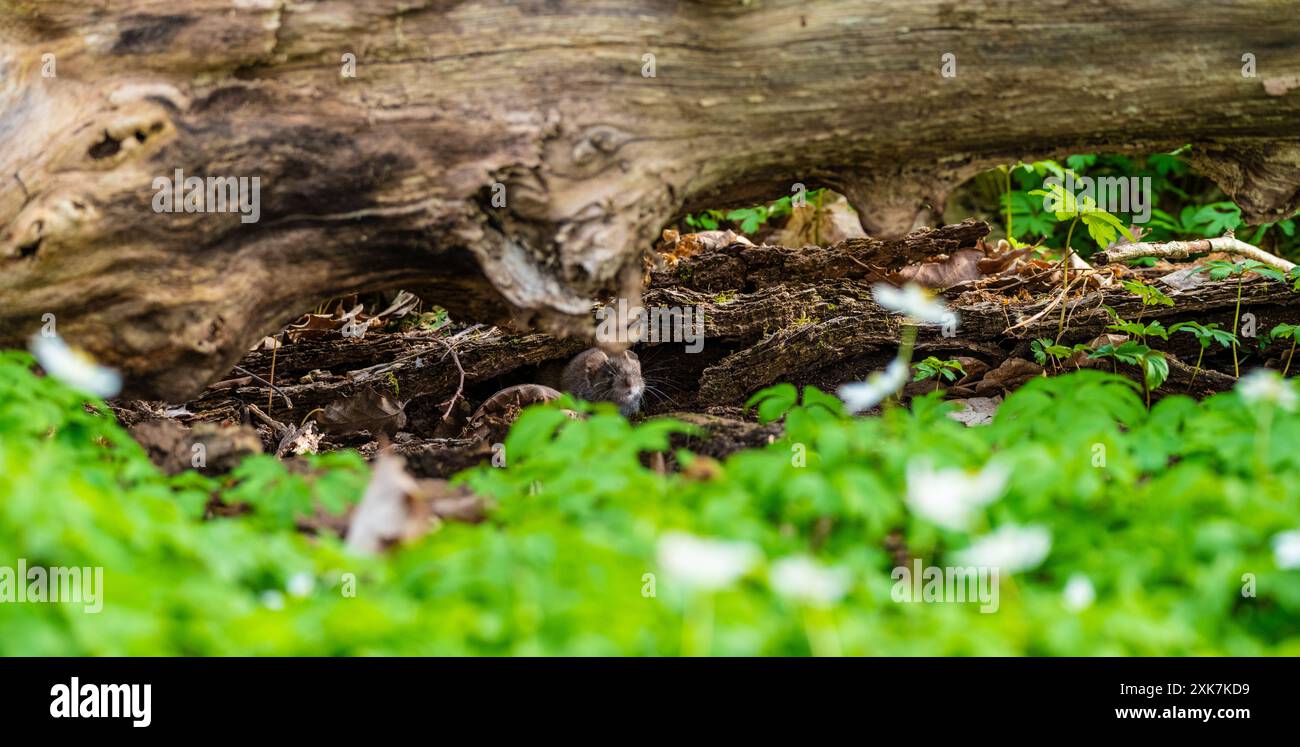 Bank vole Myodes glareolus looking out from underneath a log Stock ...
