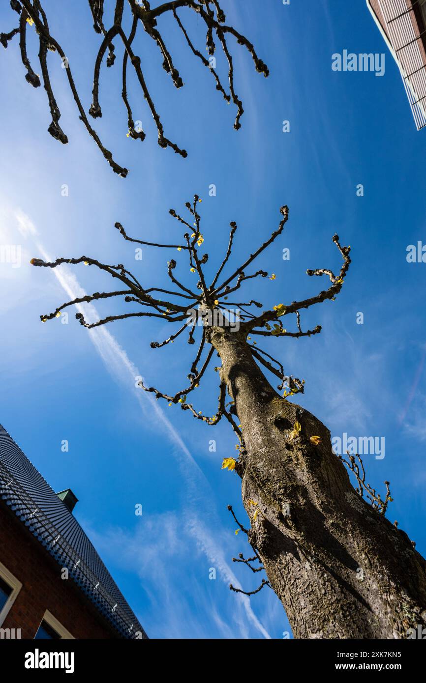 Pruned greenery hi-res stock photography and images - Alamy