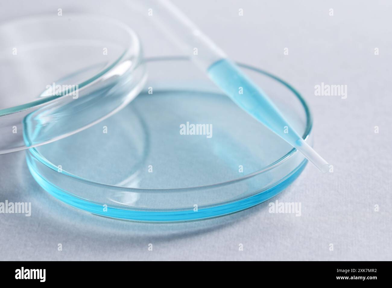 Transfer pipette and petri dish on white background, closeup Stock ...