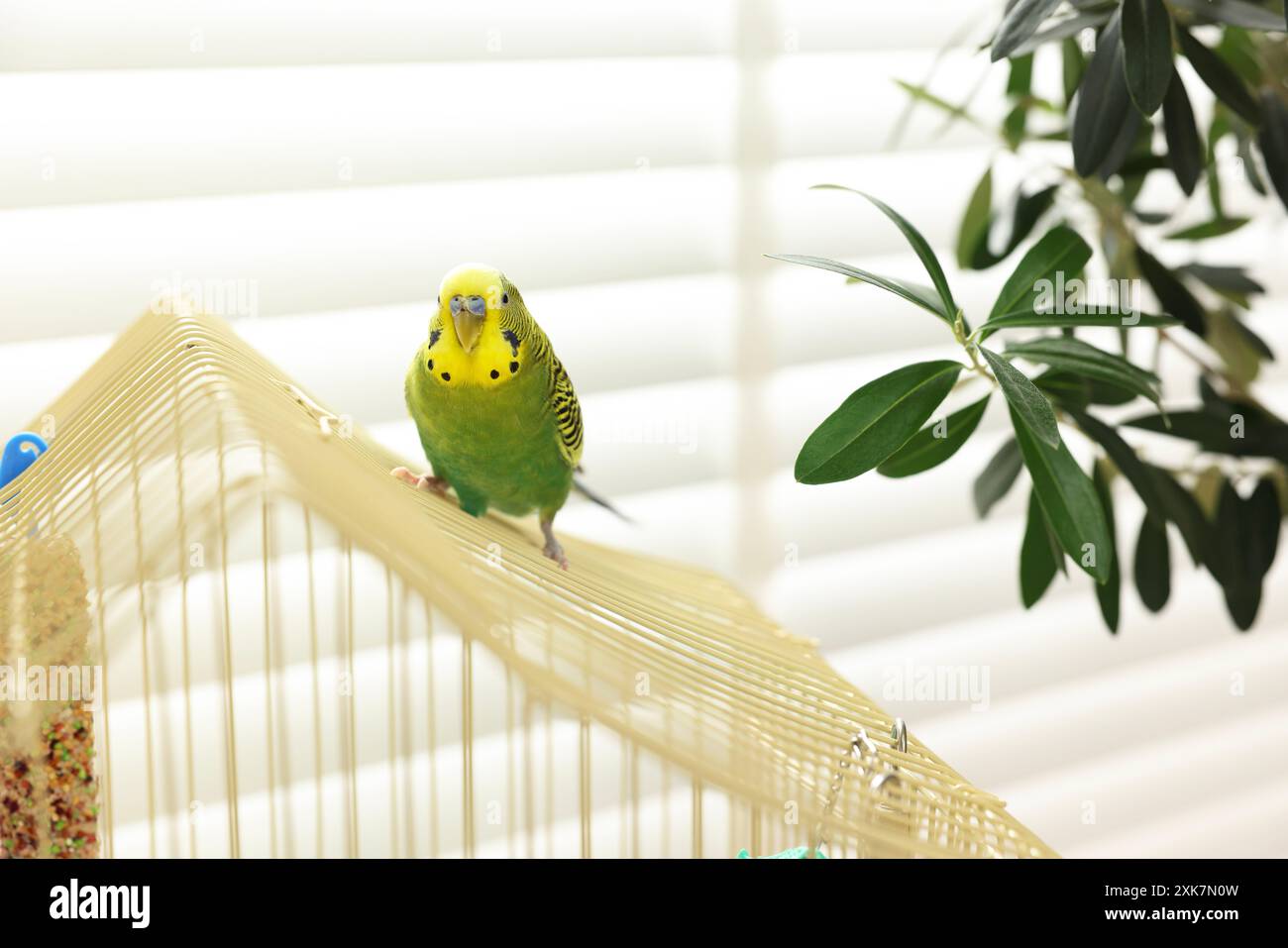 Pet parrot. Beautiful budgerigar sitting on cage indoors Stock Photo ...