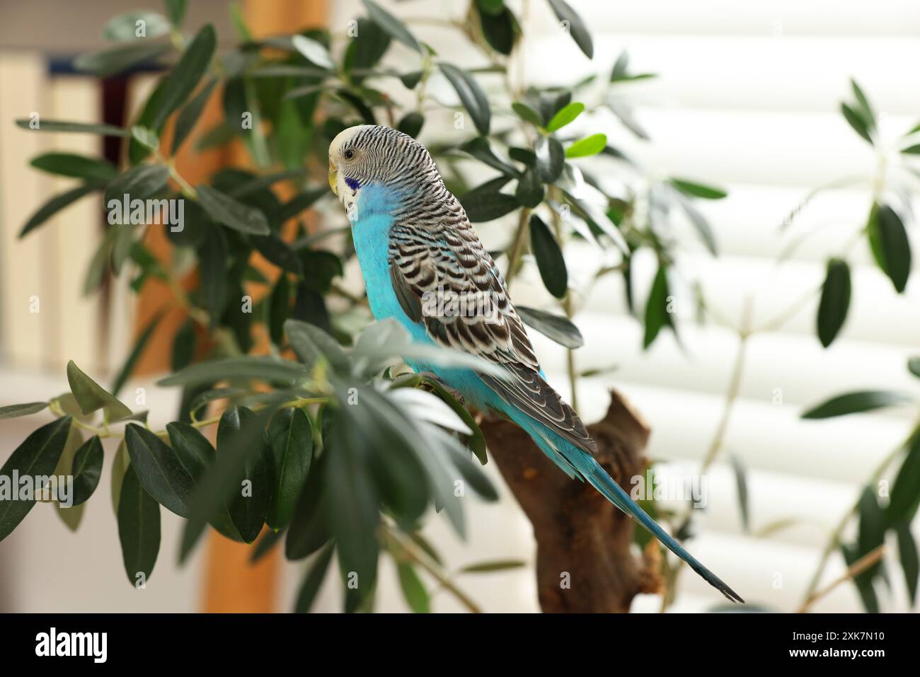 Pet parrot. Beautiful budgerigar sitting on tree indoors Stock Photo ...
