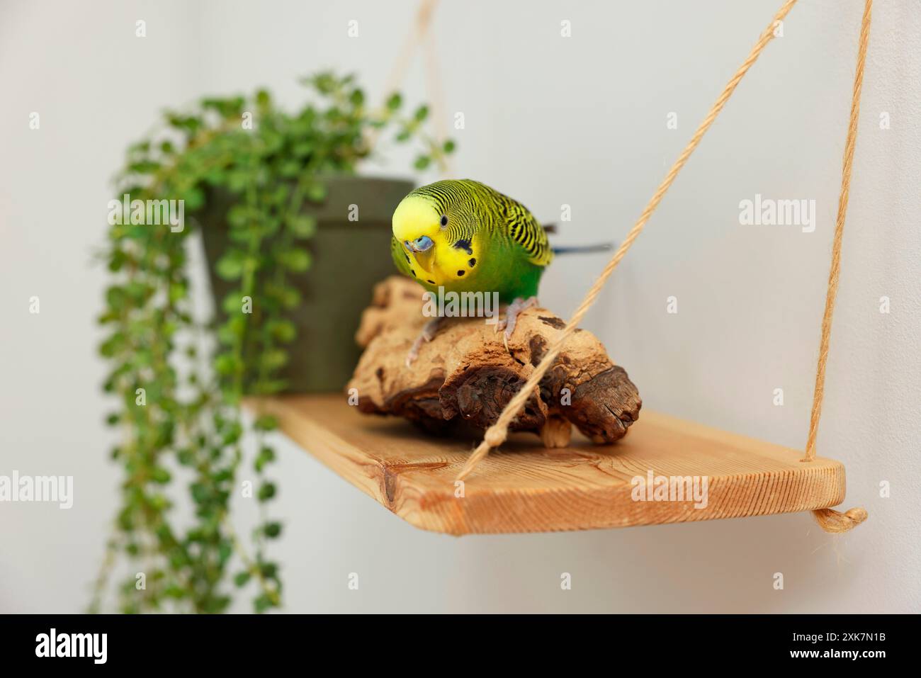 Pet parrot. Beautiful budgerigar sitting on snag indoors Stock Photo ...