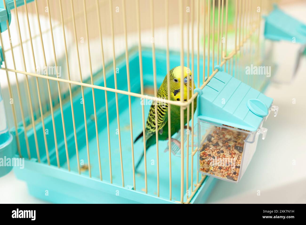 Pet parrot. Beautiful budgerigar in cage indoors Stock Photo - Alamy