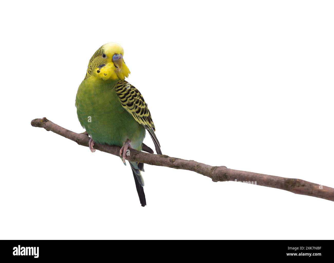 Bright parrot on tree branch against white background. Exotic pet Stock ...