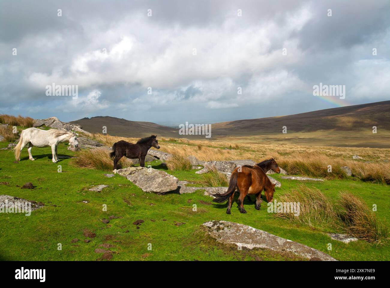 Dartmoor Ponies, Dartmoor National Park, Belstone, Devon, South West ...
