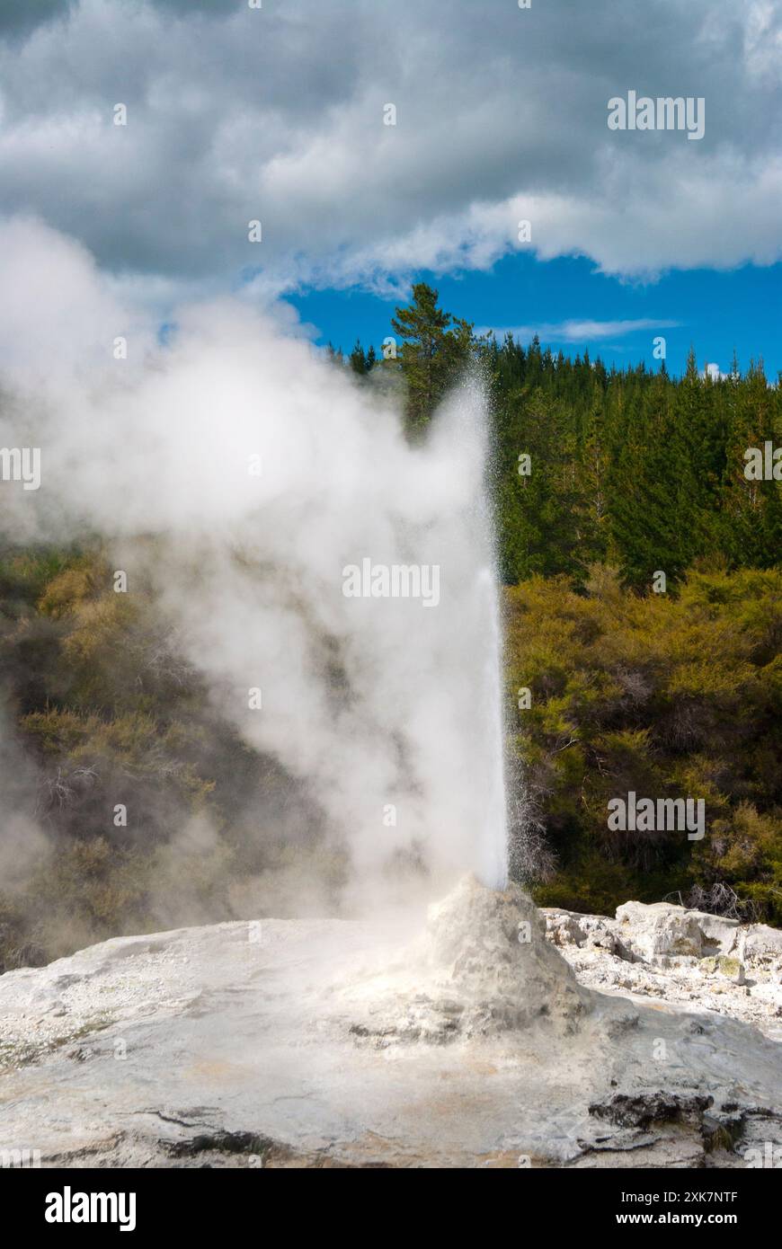 The Lady Knox Geyser, Wai-o-Tapu (Sacred Waters) area of the Taupo ...