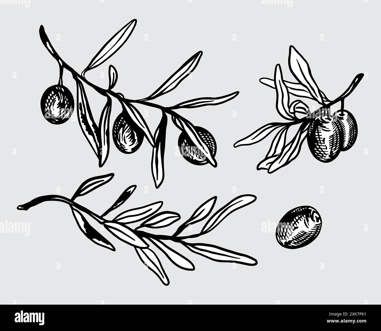 Twigs plant labels Stock Vector Images - Alamy