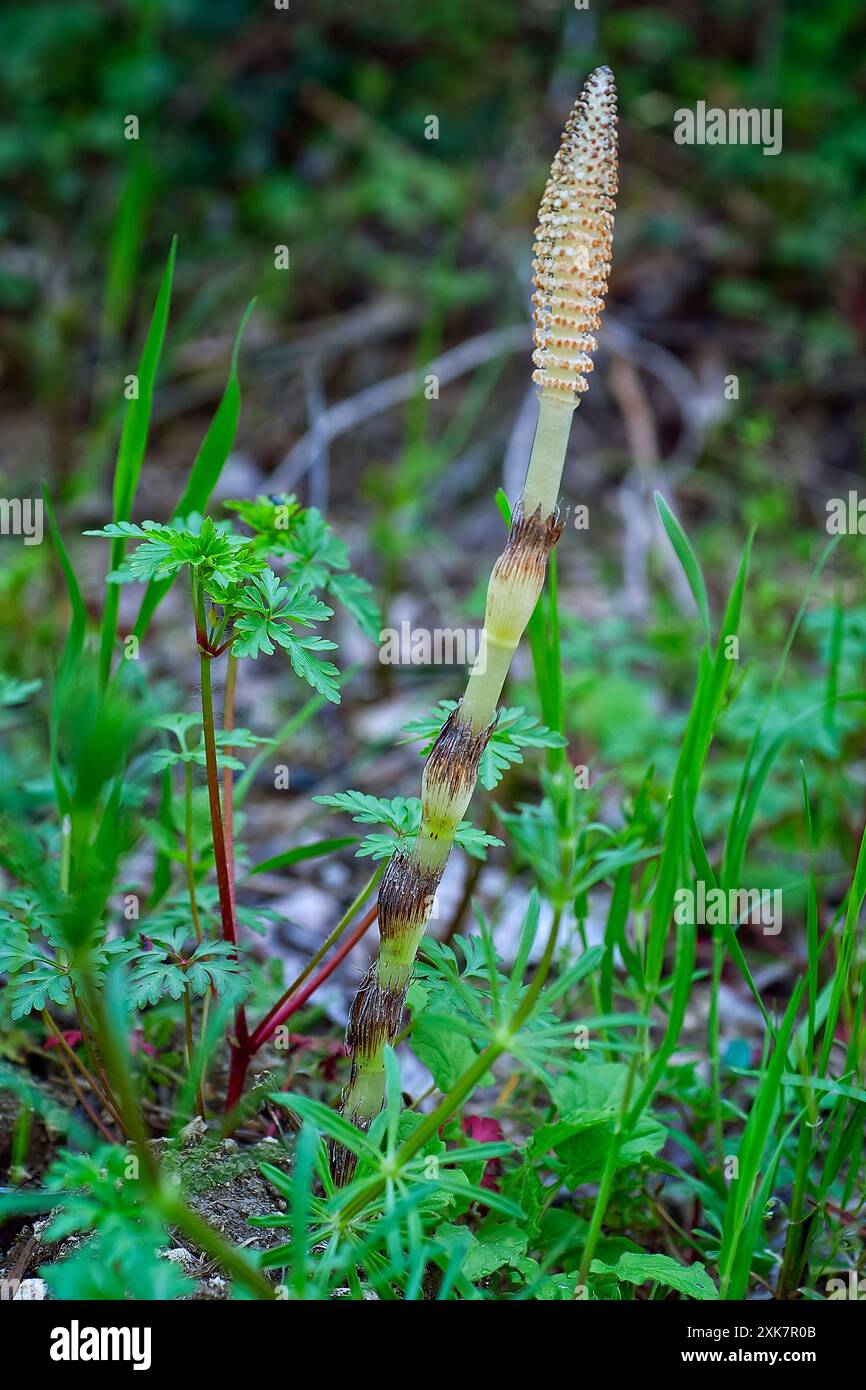 Great horsetail (Equisetum telmateia), Equisetaceae. Herbaceous fern ...
