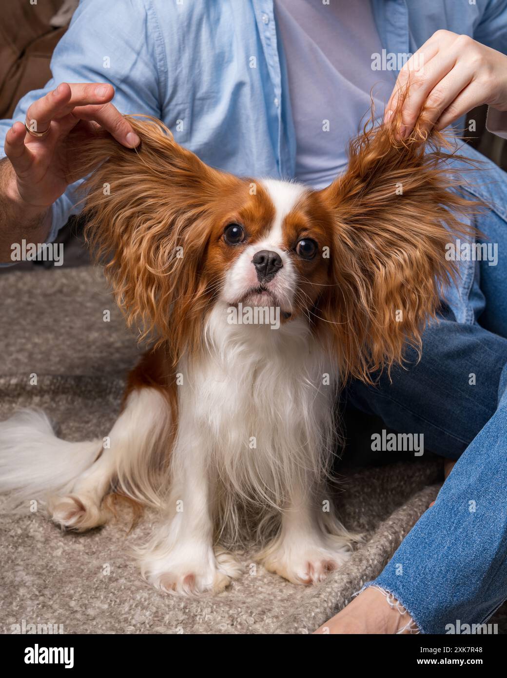 Small dog Cavalier King Charles Spaniel looks cutely at the camera ...