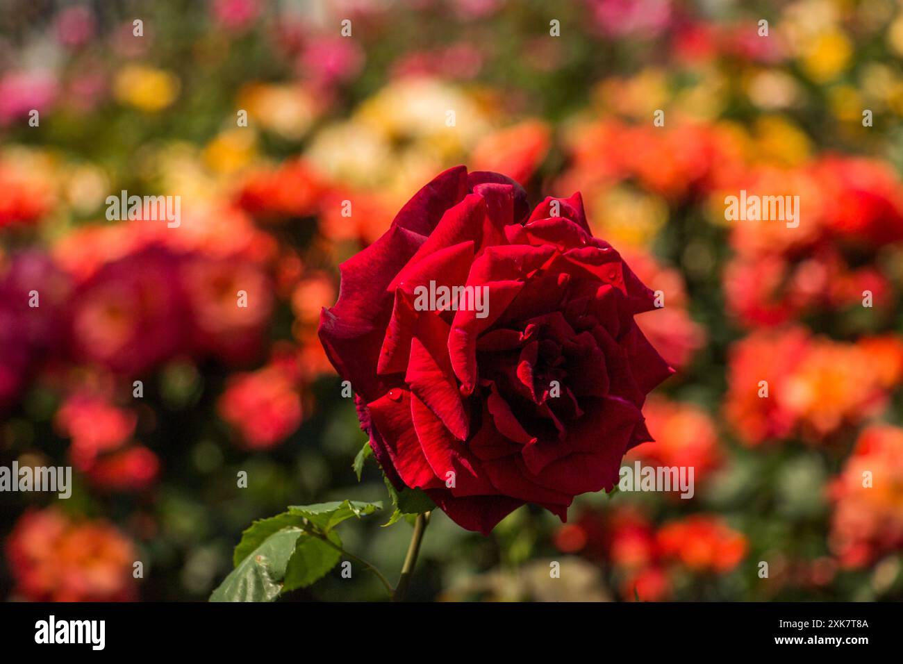 Rose garden full of beautiful fresh roses Stock Photo - Alamy