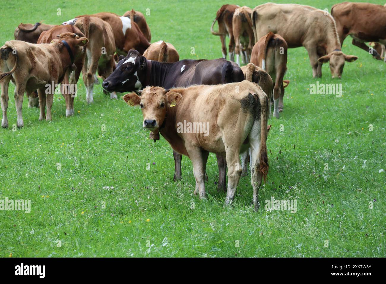 Cows with Bells on the alpine Pasture Stock Photo - Alamy